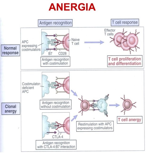 ANERGIA - Autoimmunity Reactions